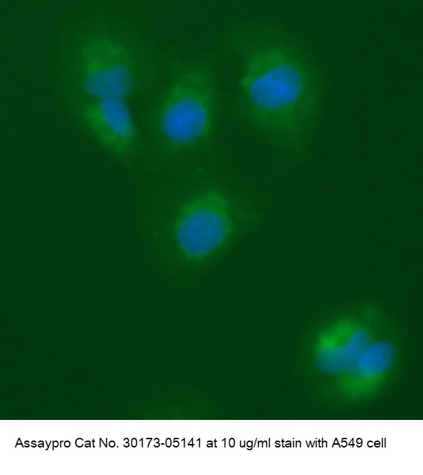 Human ADP-ribosylation Factor-like Protein 1 (ARL1) AssayLite Antibody (FITC Conjugate) - Assaypro