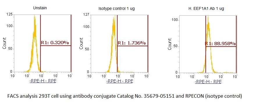 Human EEF1A1 AssayLite Antibody (RPE Conjugate) - Assaypro
